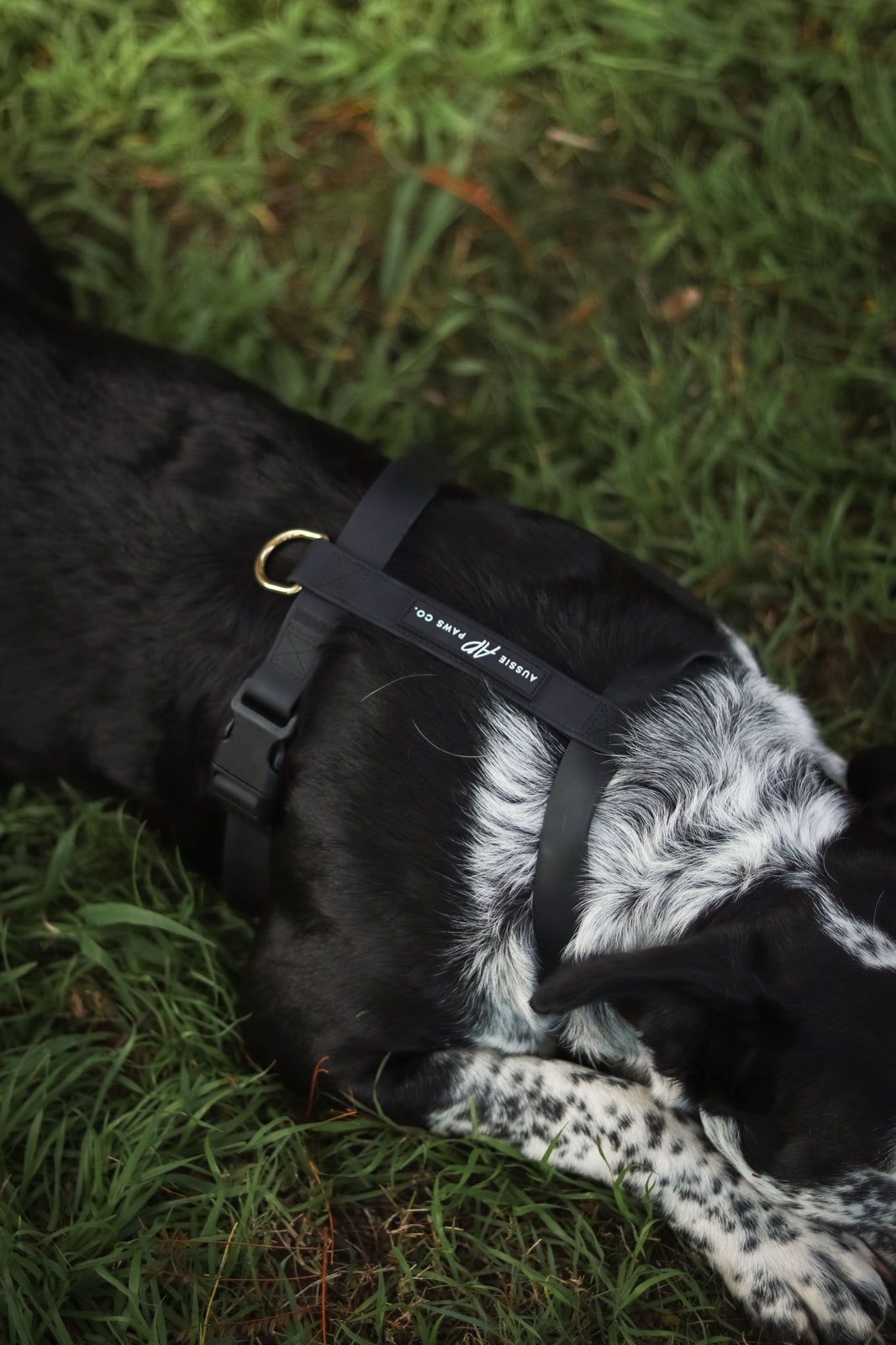 Waterproof Harnesses – Aussie Paws Co.