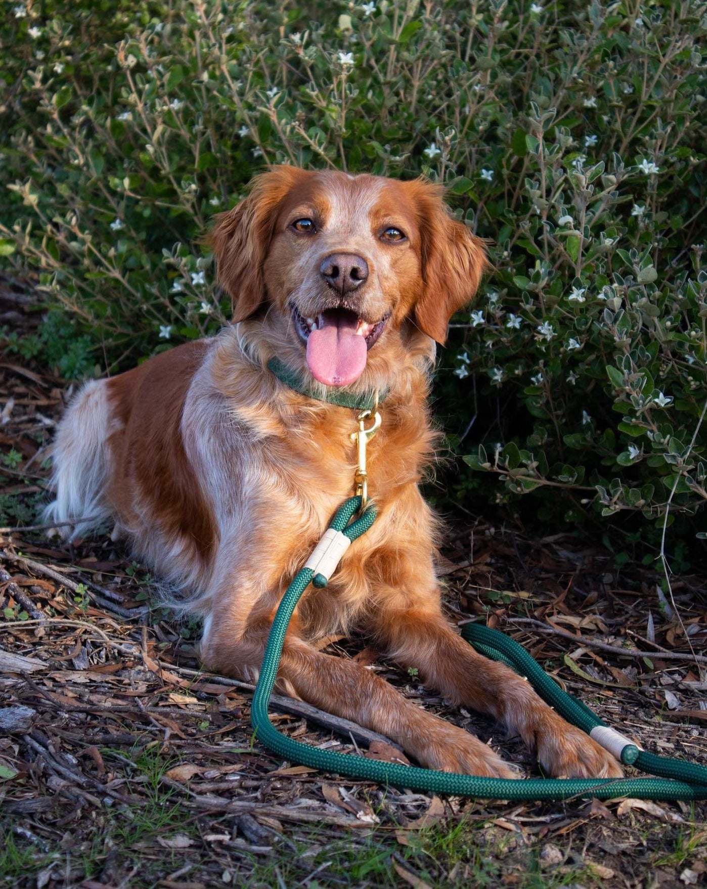 Rope Dog Lead | Forest Green | Aussie Paws Co – Aussie Paws Co.