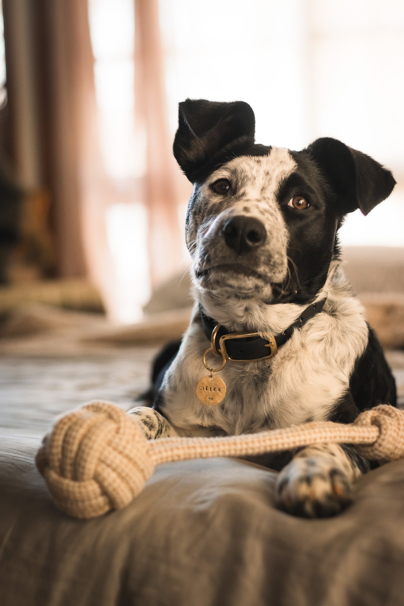 Handcrafted Dog Collars, Dog Leads, Pet Tags and more. – Aussie Paws Co.
