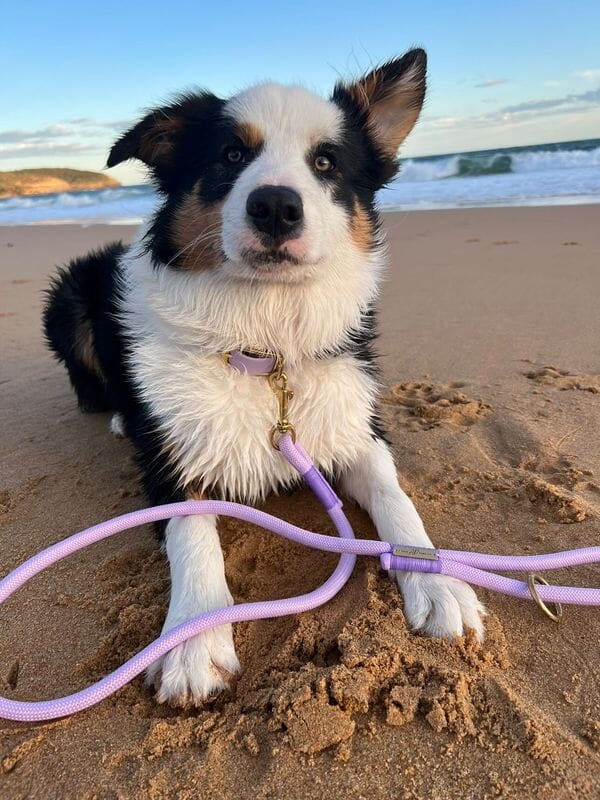 Rope Dog Lead | Lilac | Aussie Paws Co – Aussie Paws Co.